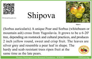 Home Fruit Garden Tour – Shipova | NW Fruit (Western Washington Fruit ...