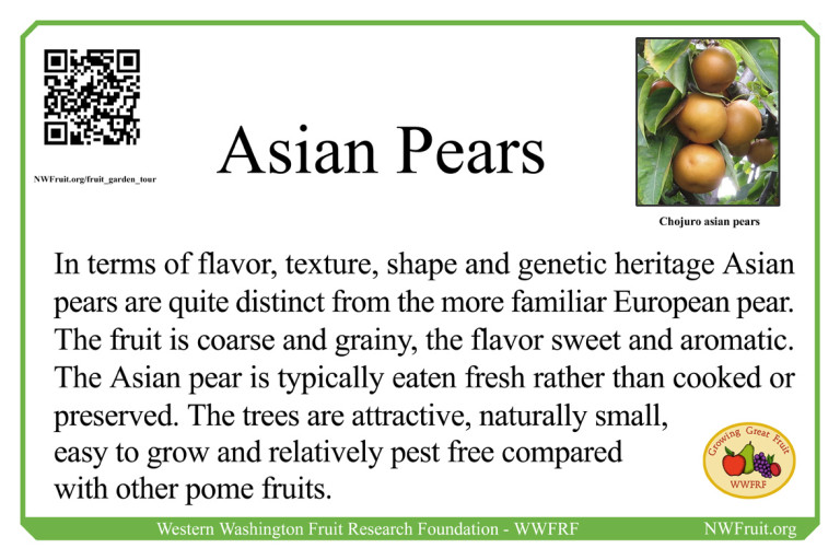 Home Fruit Garden Tour – Asian Pears | NW Fruit (Western Washington ...