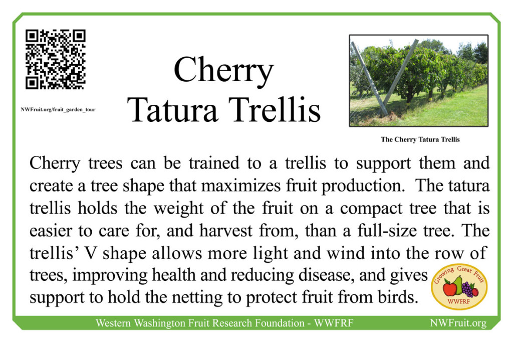 Home Fruit Garden Tour – Cherry Tatura Trellis | NW Fruit (Western ...