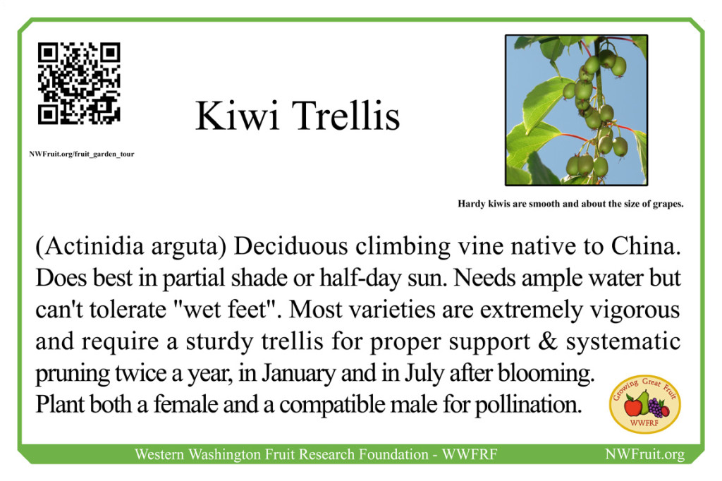 Home Fruit Garden Tour – Kiwi Trellis | NW Fruit (Western Washington ...