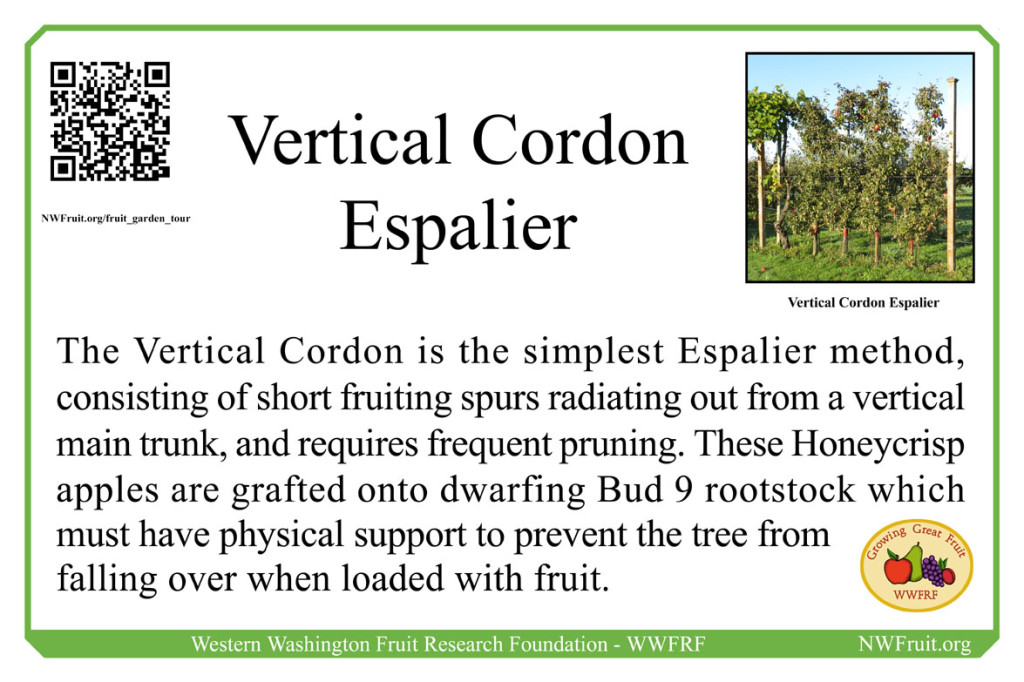 Home Fruit Garden Tour – Vertical Cordon Espalier | NW Fruit (Western ...