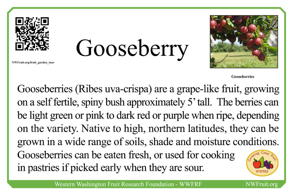Home Fruit Garden Tour – Gooseberry | NW Fruit (Western Washington ...