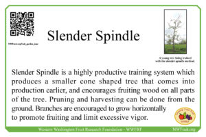 Home Fruit Garden Tour – Slender Spindle | NW Fruit (Western Washington ...