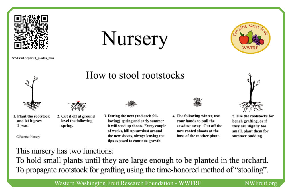 Home Fruit Garden Tour – Nursery: Stooling rootstock | NW Fruit ...