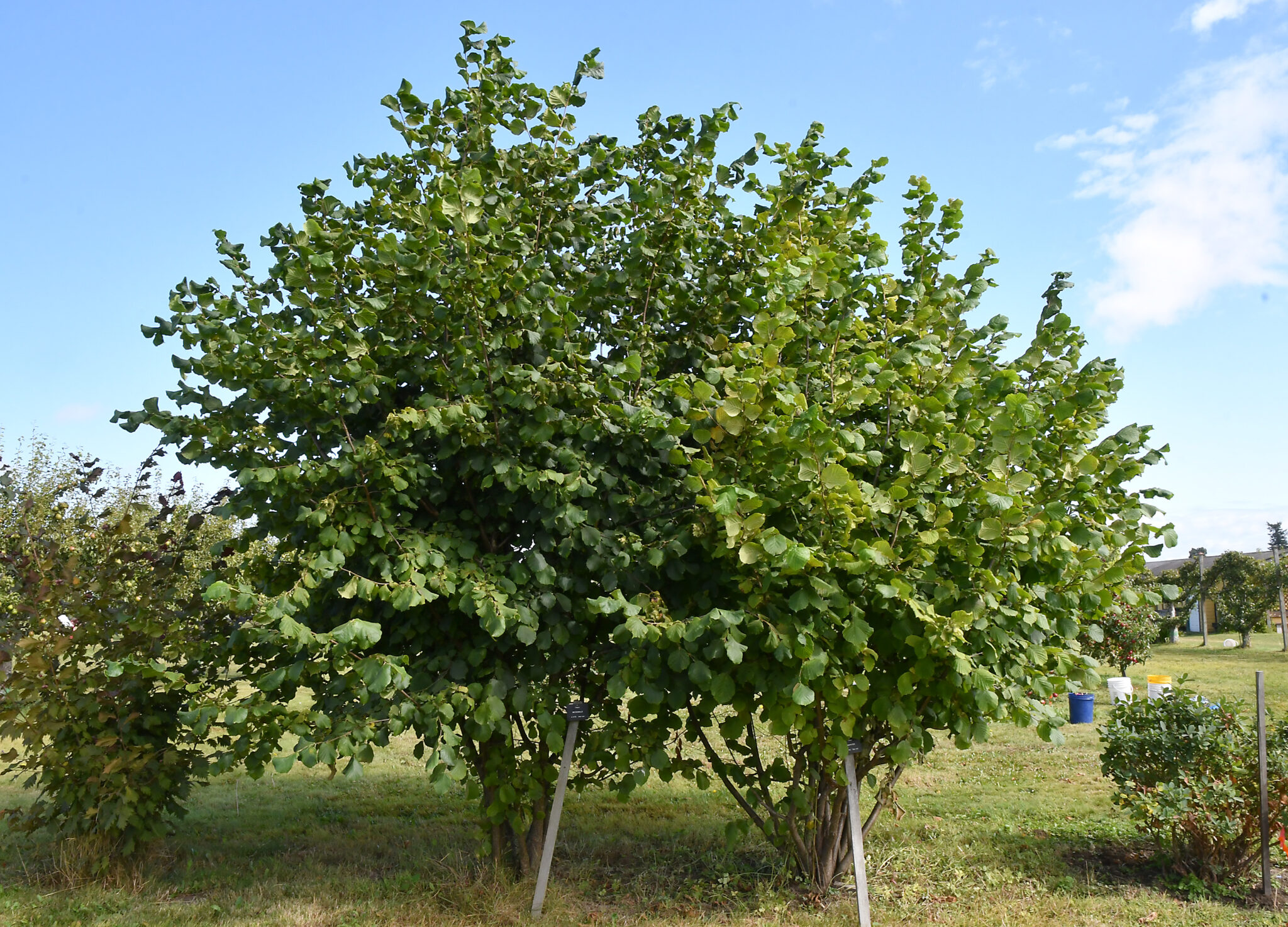 Filberts | NW Fruit (Western Washington Fruit Research Foundation)